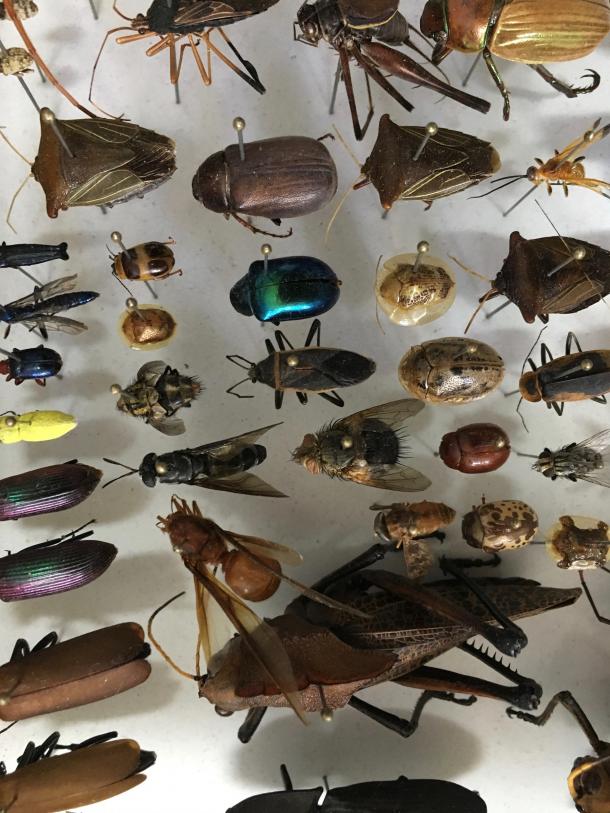 Bioinventory: Building the Library of Life | GDFCF